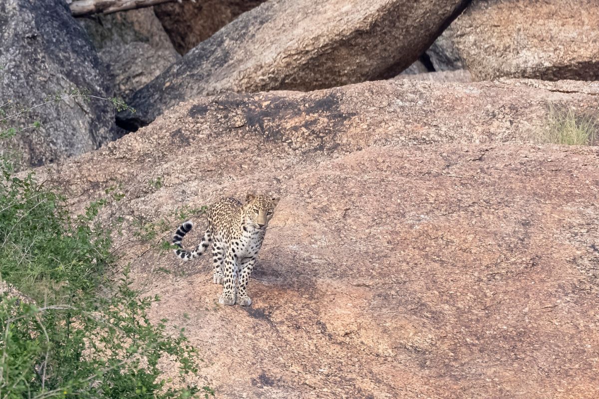 leopard-dream-meaning-symbolism-the-positive-and-negative-investivate